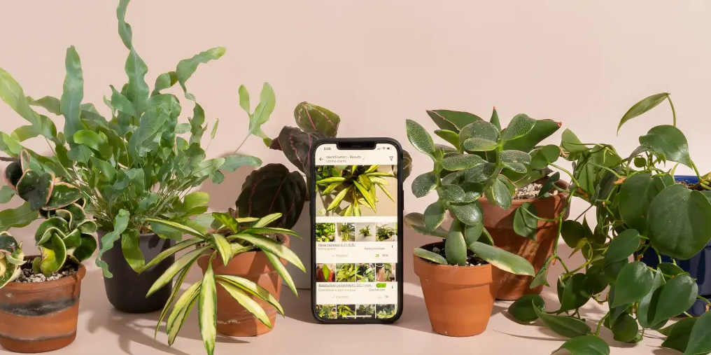 The Best Plant Identification App | Inland Northwest Land Conservancy